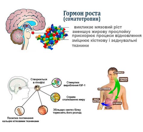 Гормон росту людини