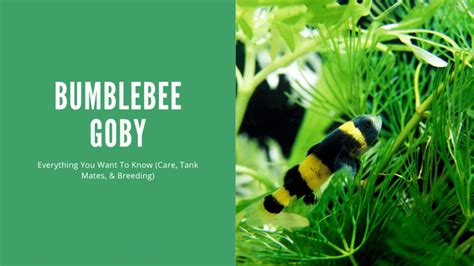 Bumblebee Goby Care Guide Bold Tiny And Brackish Not Freshwater