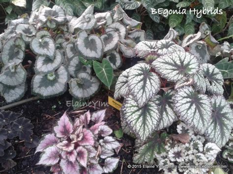 My Tropical Plants Finder Begonia Spp