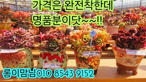 롱이맘님💗뉴헨의진주오드리분살루오드리분하이힐분엘샤알비안토들길공방뮤즐리짚시벤바디스월금엔젤윙중고분🌸2403