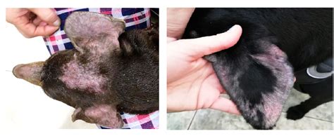 Figure 2 From Effectiveness Of Farnesol For Treatment Of Dog Otitis