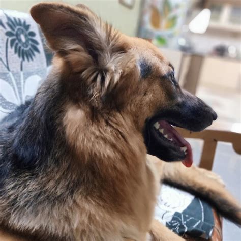 Ruby The German Shepherd Youtube