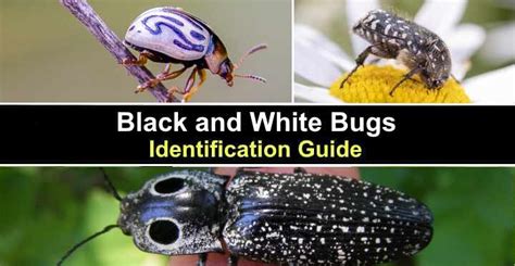 Types Of Black And White Bugs With Pictures Identification Guide