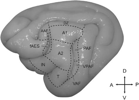 Lateral View Of The Left Hemisphere Of The Cat Brain Depicting The 10