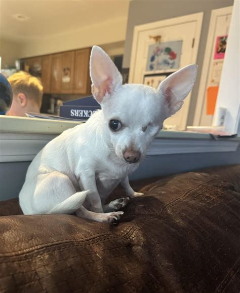 Smooth Coat Chihuahua White