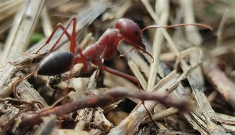 Do Ants Have Wings Behind The Anthills