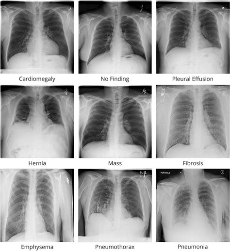 Example Classes Generated By Maximising The Classifier Class Logit