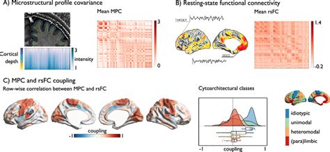 Structurefunction Coupling And Heritability In Human Cortical Download Scientific Diagram