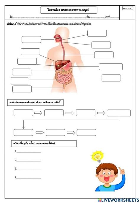 ระบบย่อยอาหาร Online Exercise For ึ7a