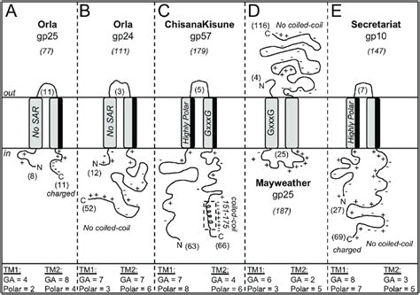 Topologies Of Proteins With Two Tm Helices From Gordonia Phages Tm