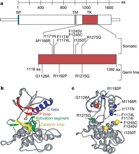 Germline And Somatic Alk Mutations A Schematic Diagram Indicating Download Scientific Diagram