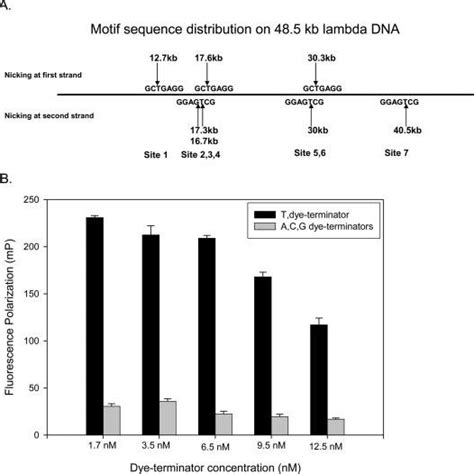 Sequence Motif Map Of Lambda Dna A The Predicted Nbbbvc I Map Of Download Scientific