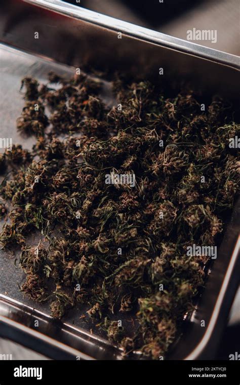 Indoor Marihuana Farming Plant Cannabis Flower Dope Weed Green Leaf