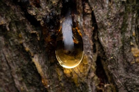 Premium Photo Macro Closeup Shot Of A Sap On The Tree
