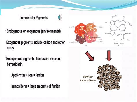 Cellular Adaptation Pptx