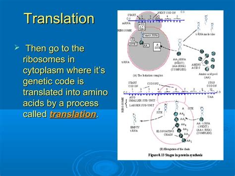 Protien Synthesis Ppt