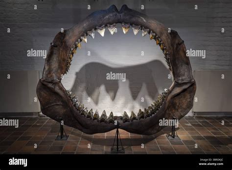 Megalodon Otodus Megalodon Teeth Specimen Extinct Exhibition