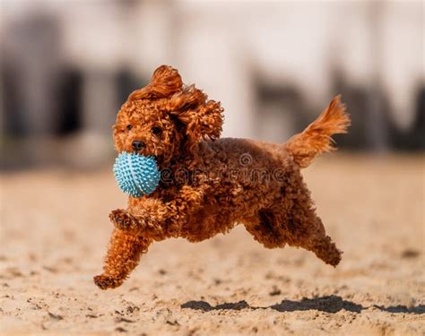 Happy Fluffy Poodle Cockapoo Dog Running Holding Toy On Beach Stock
