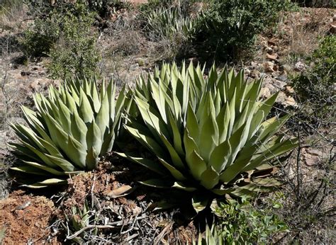 Parrys Agave