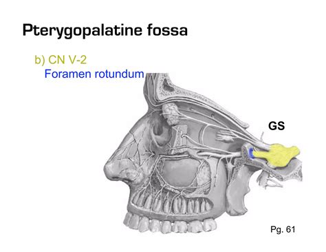 Anatomy Of Pterygopalatine Fossapptpdf