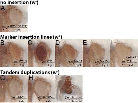 Visible Phenotypes Used To Identify Marker Insertions And Tandem Download Scientific Diagram