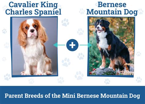 Mini Bernese Mountain Dog Breed Info Pictures Temperament And Traits