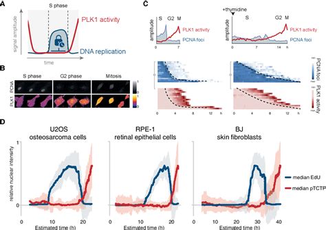 Figure 1 From Dna Replication Determines Timing Of Mitosis By Restricting Cdk1 And Plk1