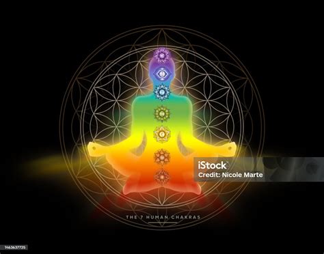 요가 연꽃의 인간 실루엣은 7개의 차크라 기호와 생명의 꽃으로 포즈를 취합니다 명상과 차크라 에너지 치유를위한지지 장식 차크라에 대한 스톡 벡터 아트 및 기타 이미지