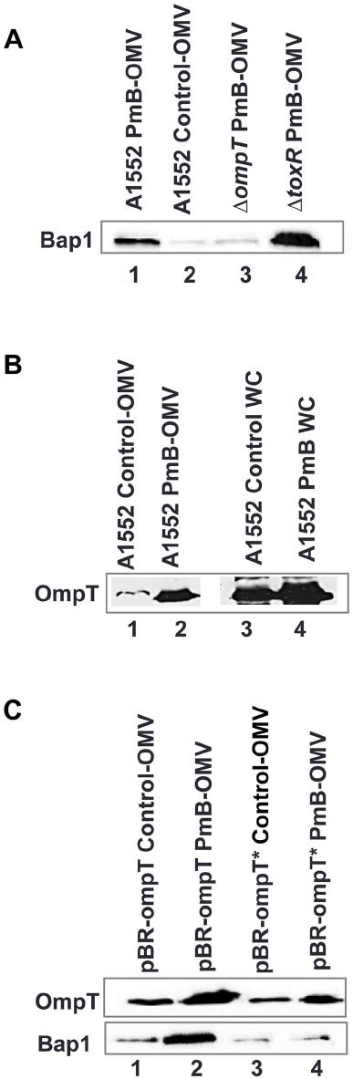 Immunoblot Detection Of Ompt And Bap1 In Omv Samples And In Total Cell Download Scientific