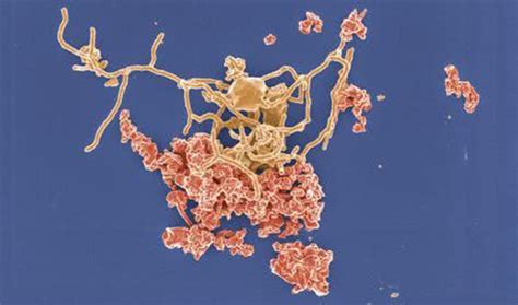 日本科学研究突破揭示海洋微生物是人类的最终祖先 凤凰网