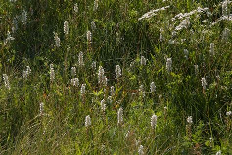 Polygonum Viviparum Alpine Bistort