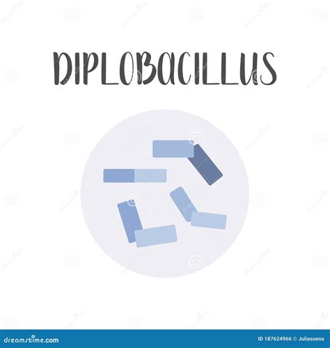 Types Of Bacilli Bacteria Vector Illustration
