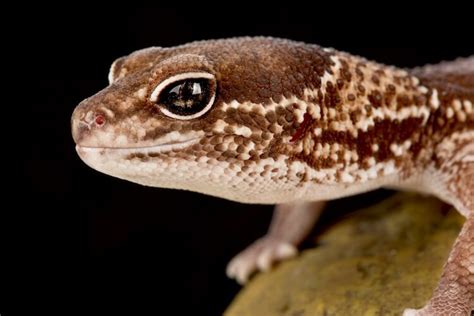 African Fat Tailed Gecko 26 African Fat Tailed Gecko Morphs And Colors