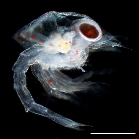 異尾下目のゾエア幼生Zoeaの画像です 深海の生物 アニマル 目
