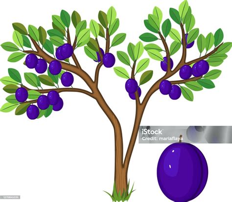 흰색 배경에 고립 된 녹색 잎과 잘 익은 파란색 과일이있는 매화 나무 자두나무에 대한 스톡 벡터 아트 및 기타 이미지 자두나무 흰색 배경 컷아웃 Istock