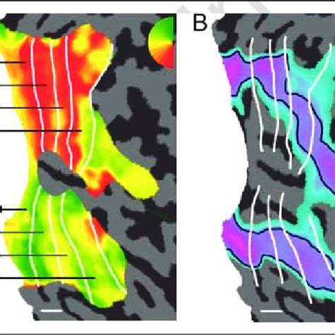A The Retinotopy Of A Typical Subject The Colors Denote Significant Download Scientific