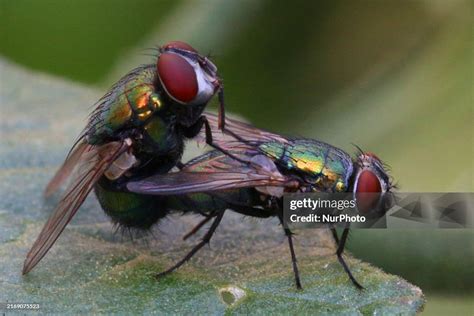Common Green Bottle Flies Mate On A Leaf In Toronto Ontario Canada