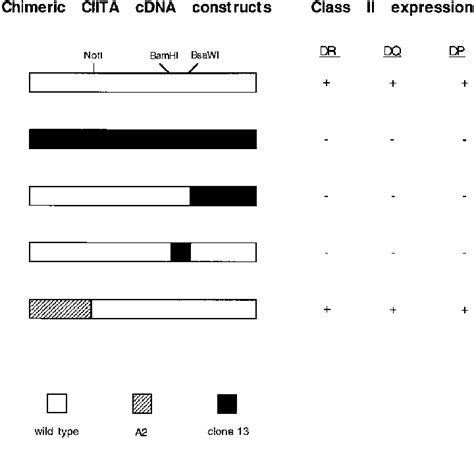 Mhc Class Ii Expression Directed By Chimeric Ciita Cdnas Tranfected