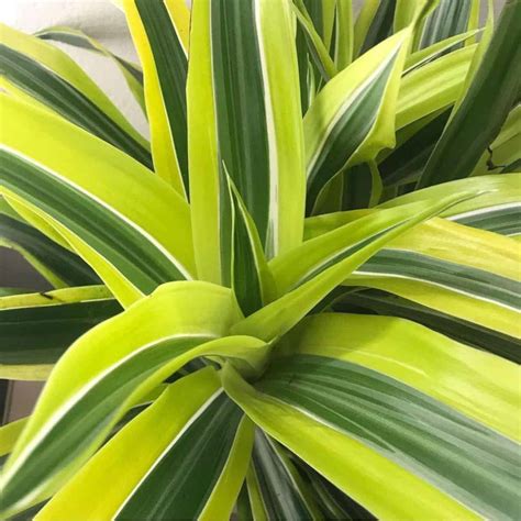 Dracaena Lemon Lime Care Growing Dracaena Warneckii Lemon Lime