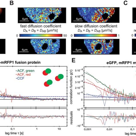 A Spim Fccs In Vivo Control Measurement Of The Egfp Mrfp1 Fusion Download Scientific Diagram