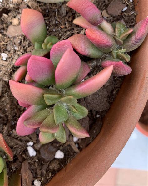 Is My Sunrise Succie Healthy In The Cactus And Succulents Forum