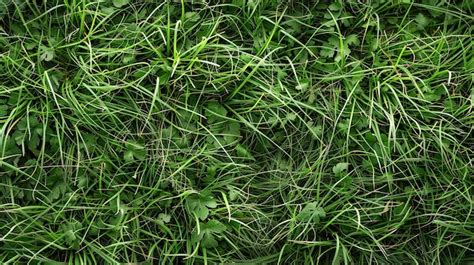 Lush Green Grass Background Texture Premium Ai Generated Image