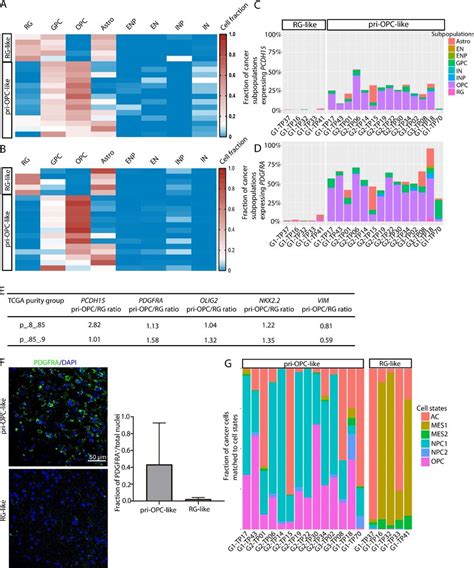 Mapping Of The Rg Like And Pri Opc Like Tumors To Human Fetal Brain Download Scientific Diagram