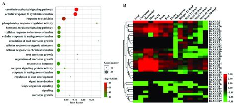 Go Enrichment And Spatiotemporal Expression Pattern Of Type B Arrs In Download Scientific
