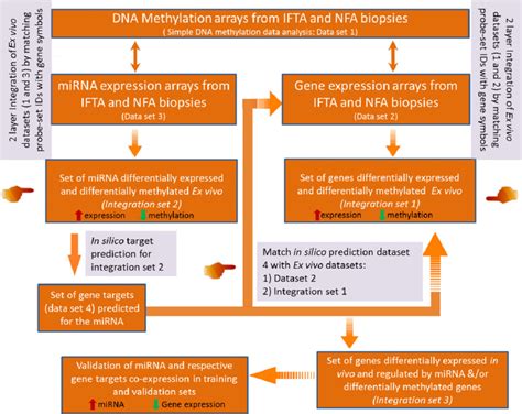 Data Integration Work Flow Dna Methylation Mirna And Ge Arrays Were Download Scientific