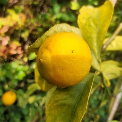Citrus X Limon Eureka Eureka Lemon Pikirangi Online Garden Centre