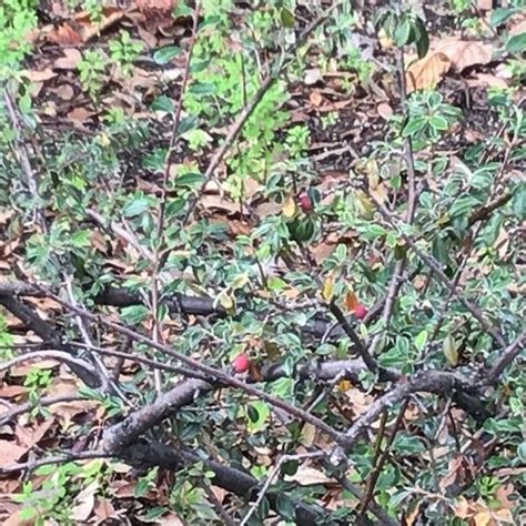 Box Leaved Cotoneaster Cotoneaster Buxifolius Plant Care And How To