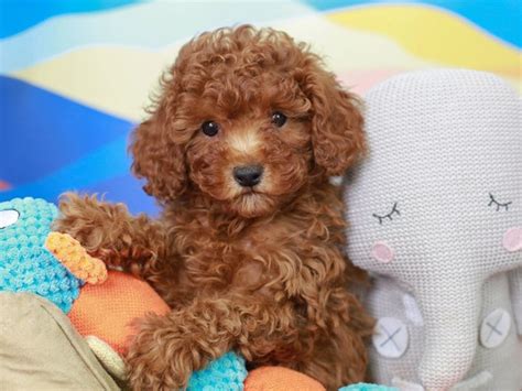Cockapoo Dog Female 2958131 Animal Kingdom Puppies N Love