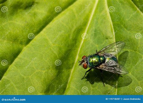 Common Green Bottle Fly Stock Image Image Of Bottle 119718287