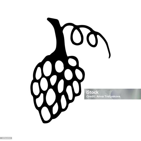 인사말 카드 포스터 조리법 요리 디자인에 대한 포도의 한 손으로 그린 무리 흰색 배경에 격리 낙서 벡터 그림 건강한 식생활에 대한 스톡 벡터 아트 및 기타 이미지 Istock